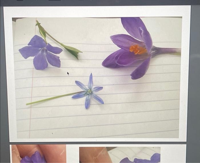 Solved Table 1. Flower Observations - Fill in the table as | Chegg.com