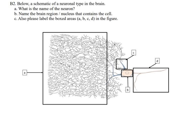 Solved B2. Below, a schematic of a neuronal type in the | Chegg.com