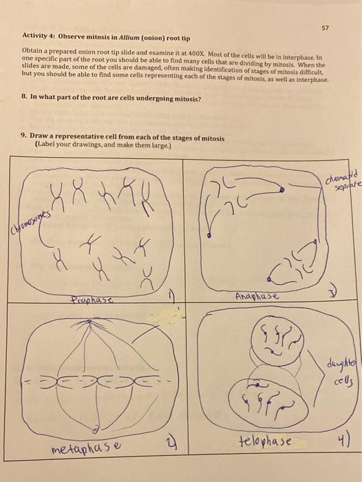 Solved 57 Activity 4: Observe mitosis in Allium (onion) root | Chegg.com