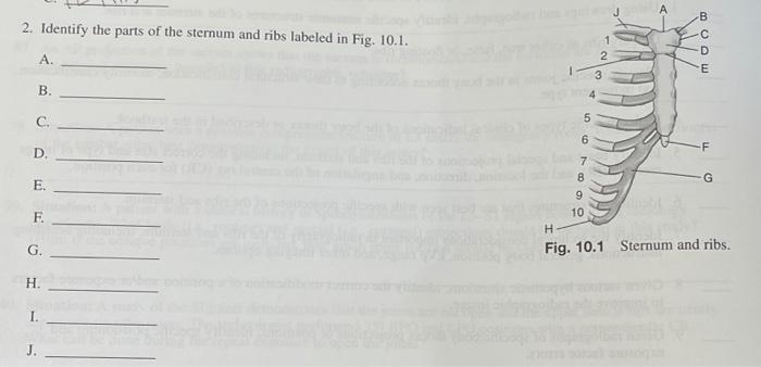 Solved B 2. Identify the parts of the sternum and ribs | Chegg.com