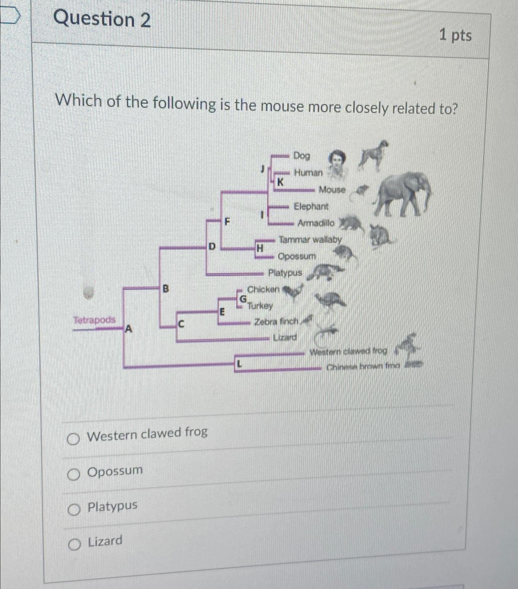 Solved Question 21ptsWhich of the following is the mouse | Chegg.com