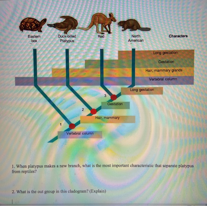 Solved Human Cat Whale Bat 4. The similarity that you see | Chegg.com