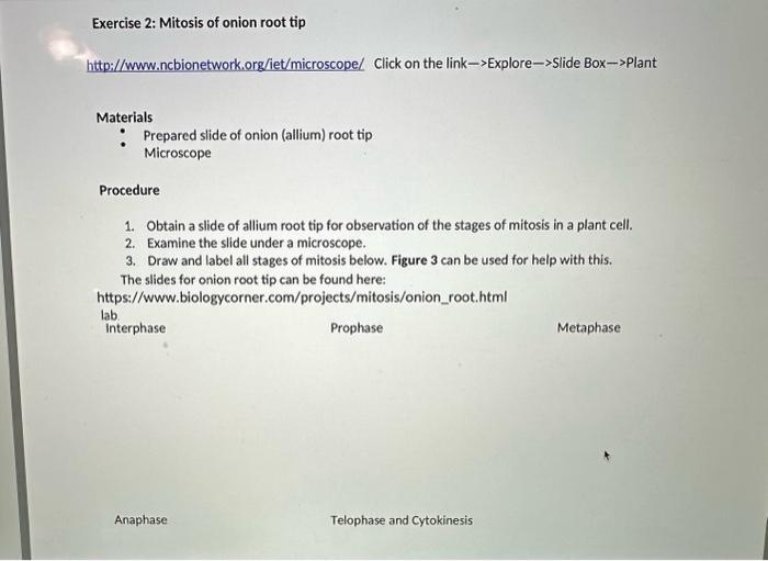 Lab 7 Mitosis and Cytokinesis Lab Exercise 1 1. Go to | Chegg.com
