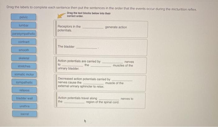 Solved Drag the labels to complete each sentence then put | Chegg.com