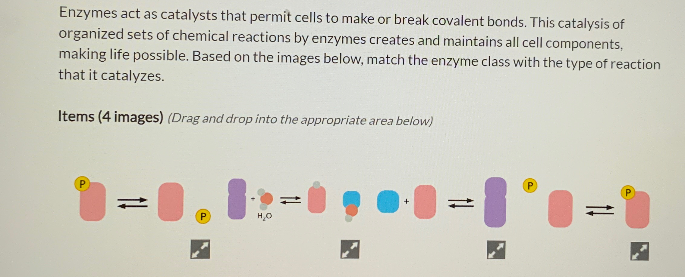 Solved Enzymes act as catalysts that permit cells to make or | Chegg.com
