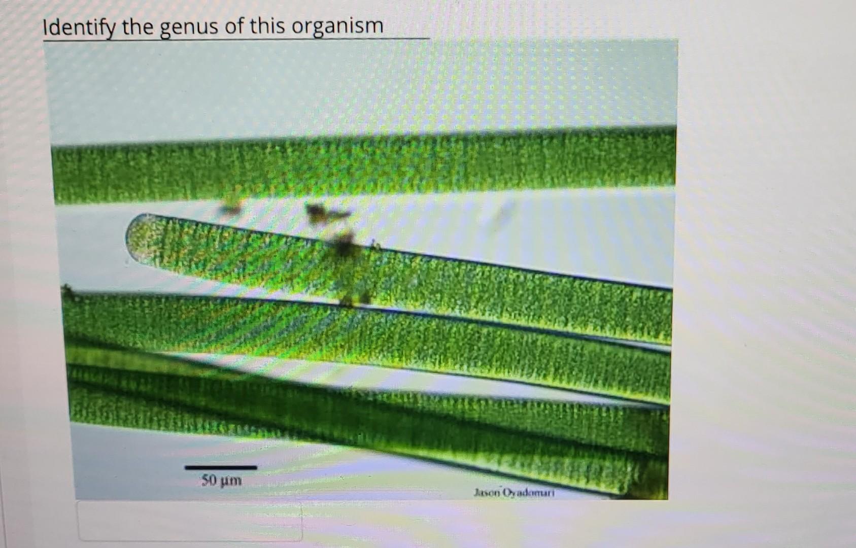 Solved Identify the shape of this cell Identify the genus | Chegg.com