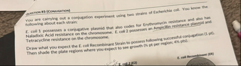 Solved You are carrying out a conjugation experiment using | Chegg.com
