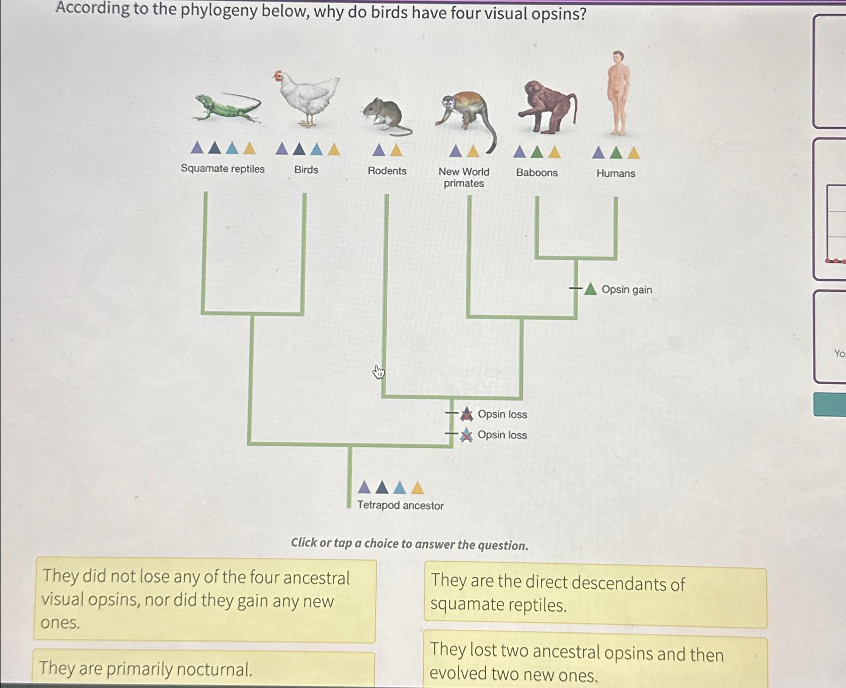 Solved According to the phylogeny below, why do birds have | Chegg.com
