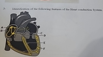 Solved 3- ﻿Identification of the following features of the | Chegg.com