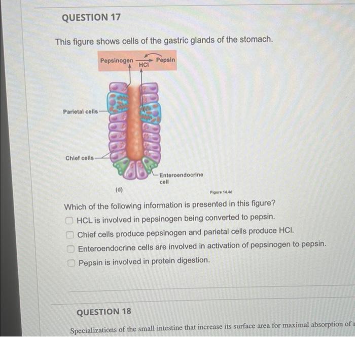 Solved This figure shows cells of the gastric glands of the | Chegg.com