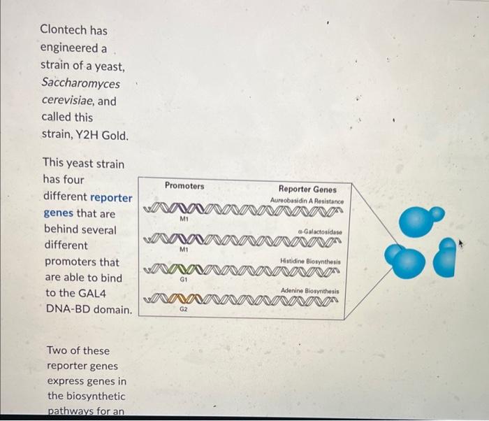 Solved Two of these reporter genes express genes in the | Chegg.com