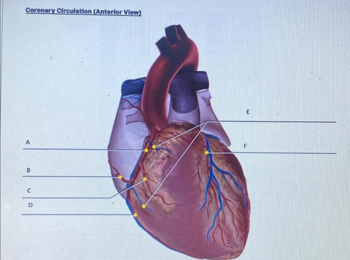 Solved Coronary Circulation (Antariar Mlaw) left atrial | Chegg.com