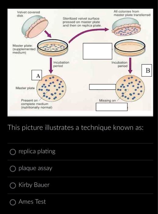 Solved This picture illustrates a technique known as: | Chegg.com