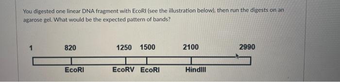 You digested one linear DNA fragment with EcoRI (see | Chegg.com