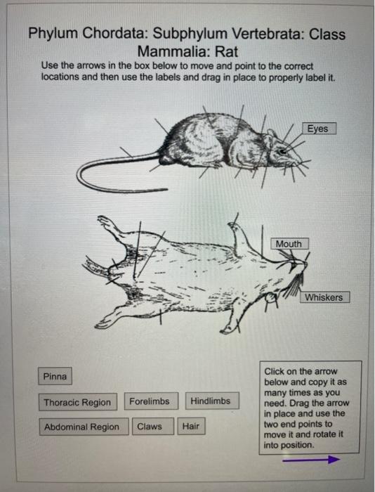 Solved Phylum Chordata: Subphylum Vertebrata: Class | Chegg.com