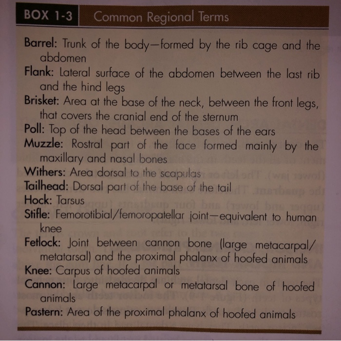 Solved BOX 1-3 Common Regional Terms Barrel: Trunk of the | Chegg.com