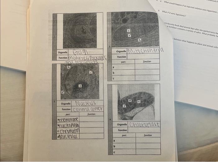 Solved i need help with this chart (i dont even know if i | Chegg.com