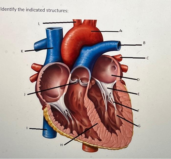 Solved Identify the indicated structures: | Chegg.com Solved Identify the indicated structures: | Chegg.com