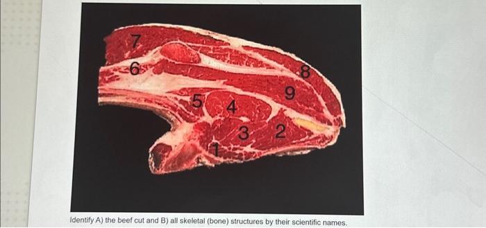 Solved Identify A) the beef cut and B) all skeletal (bone) | Chegg.com