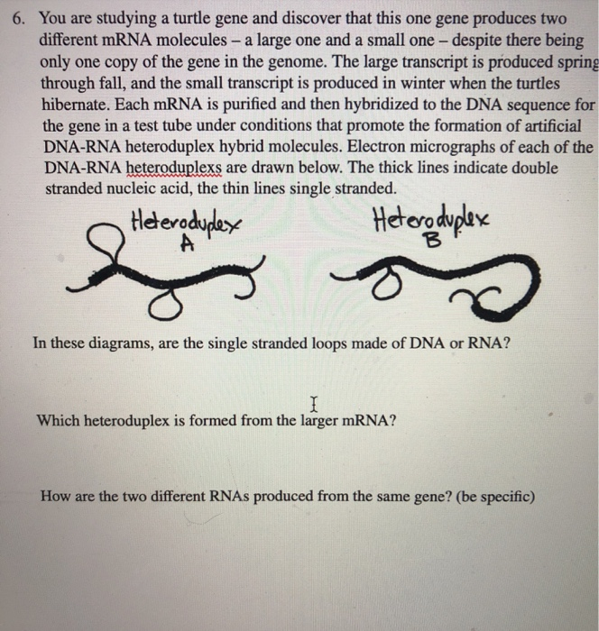 Solved 6. You are studying a turtle gene and discover that | Chegg.com