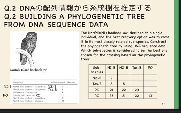 Solved The Norfolk(NI) boobook owl declined to a single | Chegg.com
