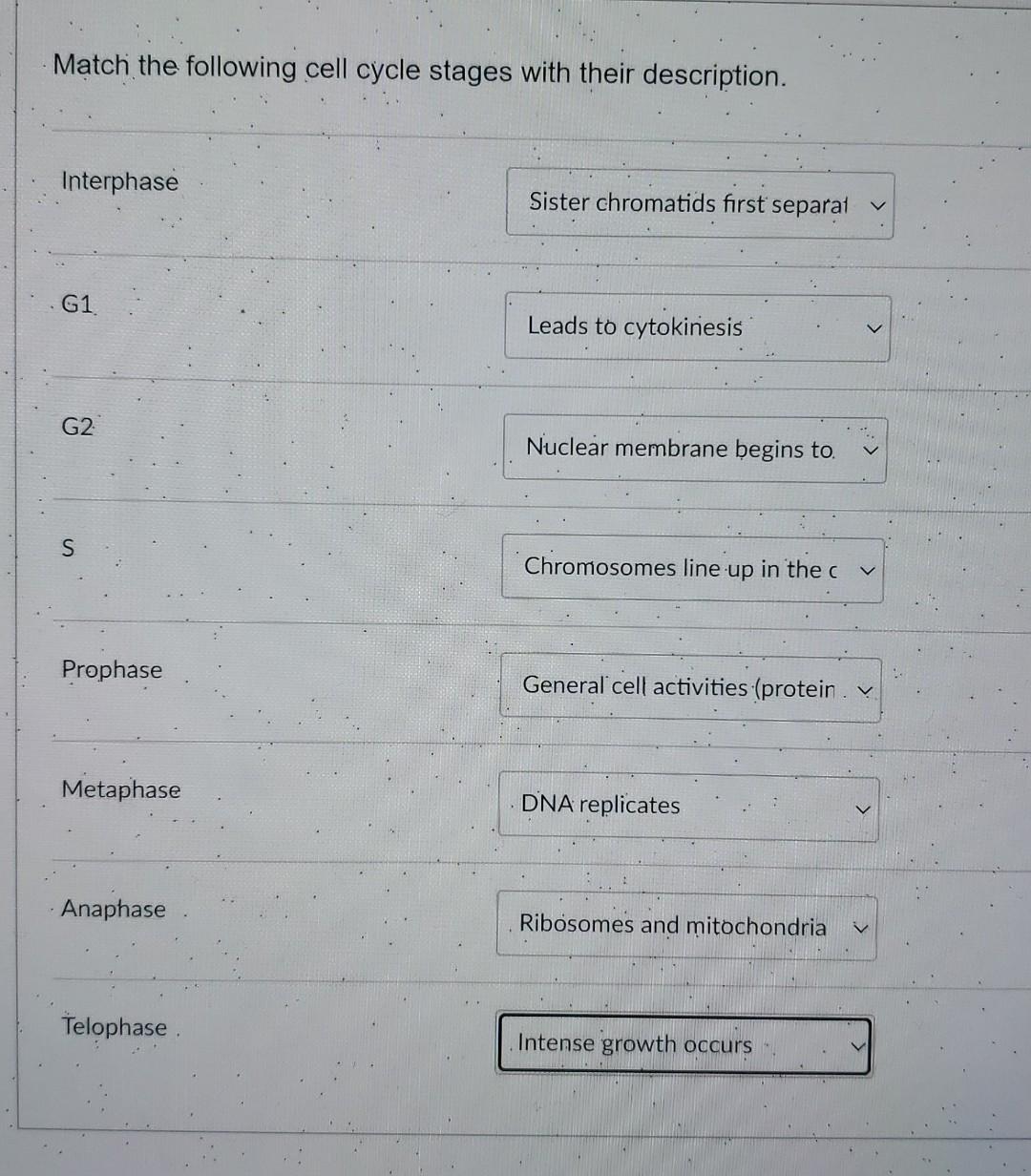 Solved Match the following cell cycle stages with their | Chegg.com