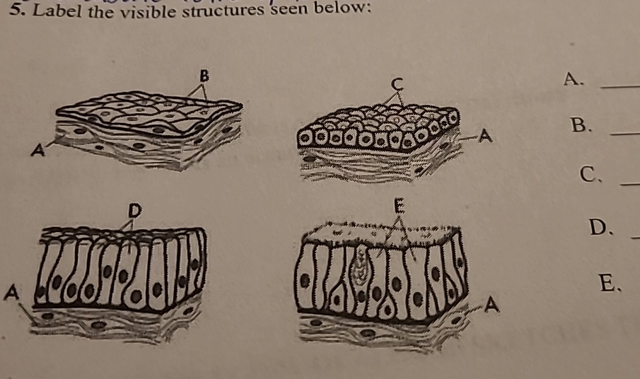 Label the visible structures seen below:A.B.C.D.E. | Chegg.com