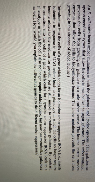 Solved An E. coli strain bears amber mutations in both the | Chegg.com