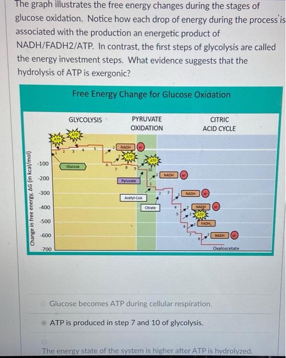 Solved The graph illustrates the free energy changes during | Chegg.com