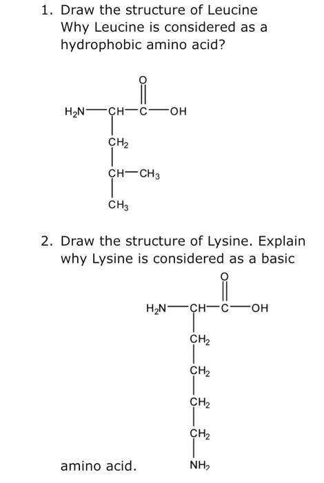Solved 1. Draw the structure of Leucine Why Leucine is | Chegg.com