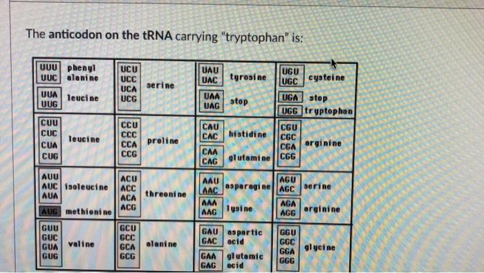 Solved The anticodon on the tRNA carrying "tryptophan" is: | Chegg.com