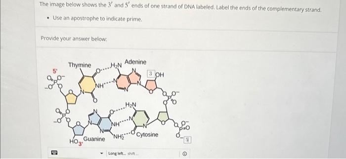Solved The image below shows the 3' and 5' ends of one | Chegg.com