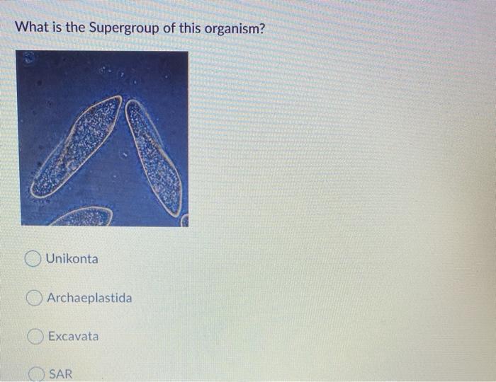 Solved What is the Supergroup of this organism? Unikonta | Chegg.com
