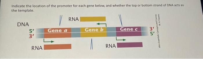 Solved Indicate the location of the promoter for each gene | Chegg.com
