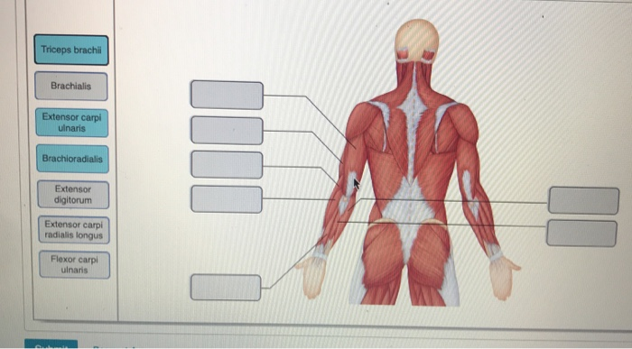 Solved Triceps brachii Brachialis Extensor carpi ulnaris | Chegg.com