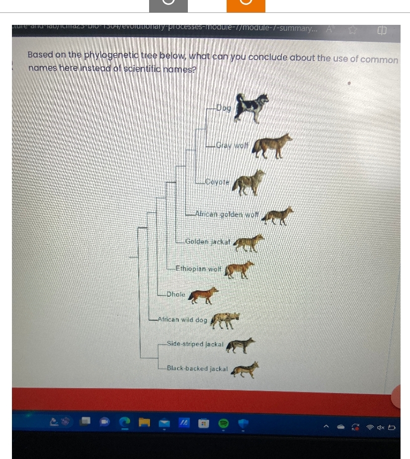 Solved []Based on the phylogenetic tree below, what can you | Chegg.com