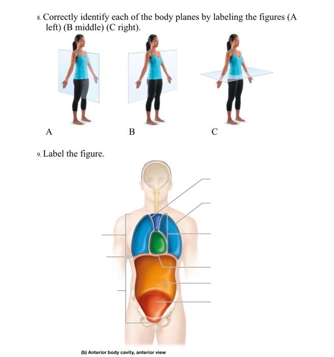 Solved 8. Correctly identify each of the body planes by | Chegg.com