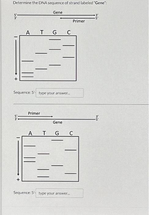 Solved Determine the DNA sequence of strand labeled "Gene": | Chegg.com