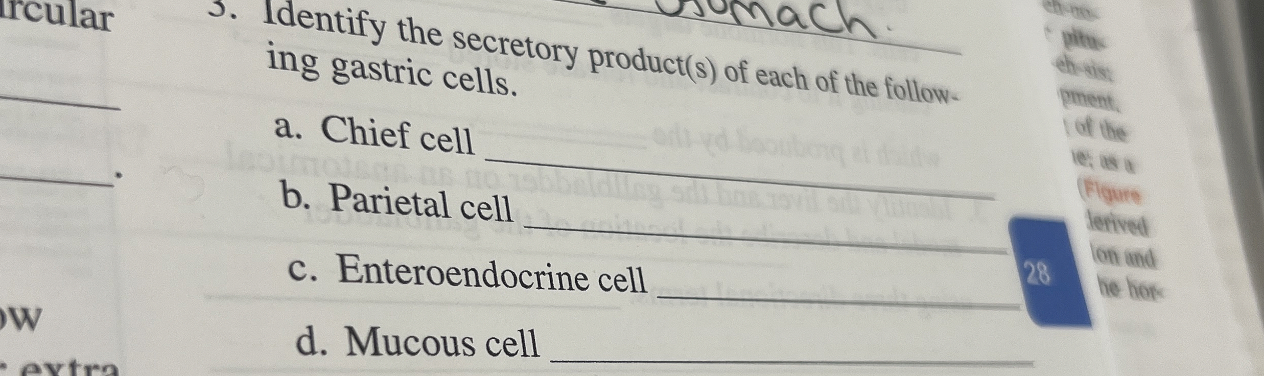 Solved ing gastric cells.a. ﻿Chief cellb. ﻿Parietal cellc. | Chegg.com