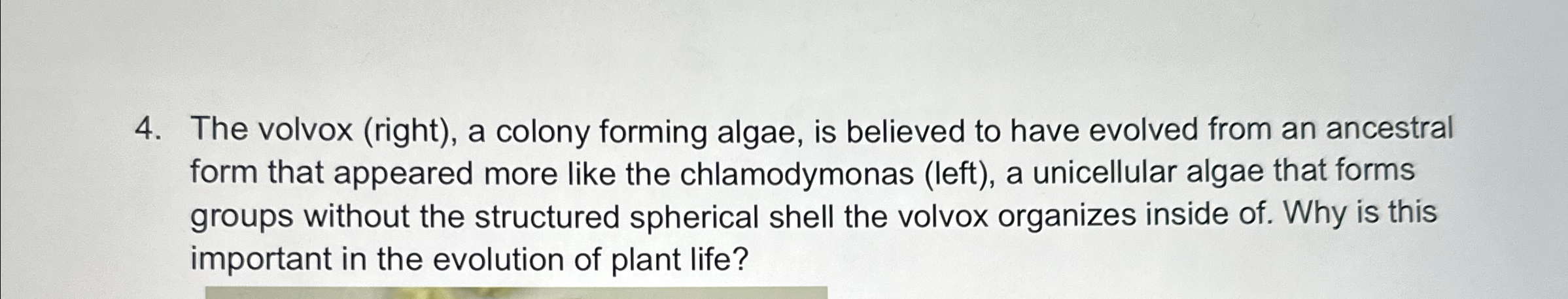 Solved The volvox (right), ﻿a colony forming algae, is | Chegg.com