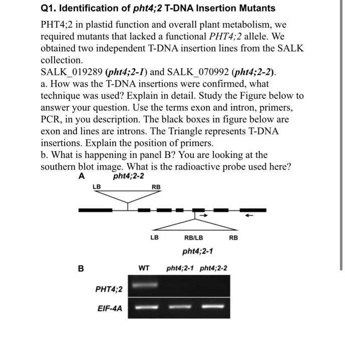 Solved Q1. Identification of pht4;2 T-DNA Insertion Mutants | Chegg.com
