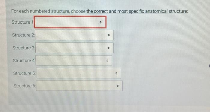 Solved Cross-section of thigh For each numbered structure, | Chegg.com