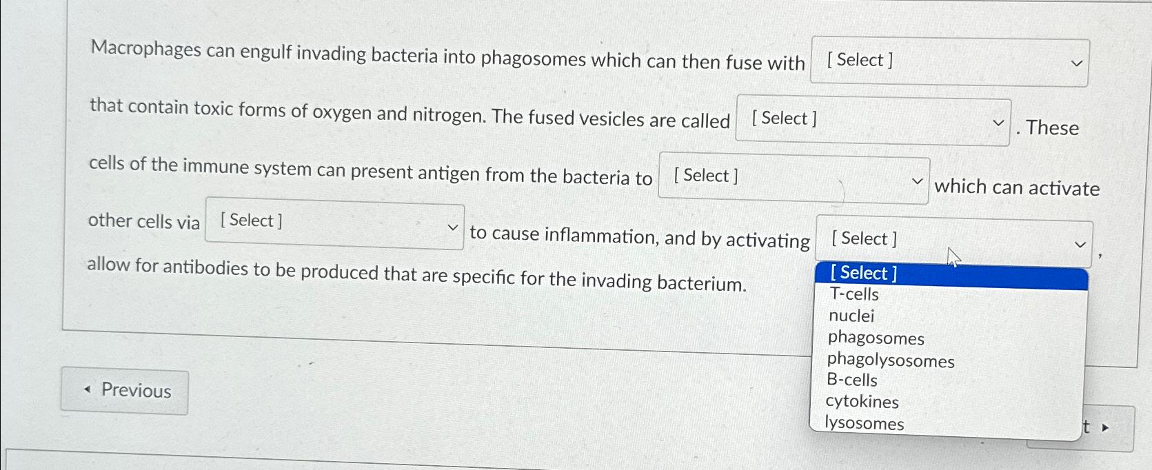 Solved Macrophages can engulf invading bacteria into | Chegg.com