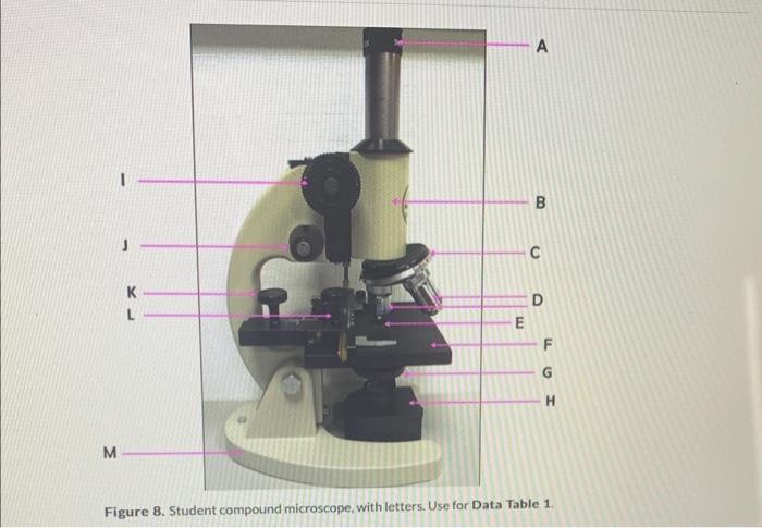 Solved Figure 8. Student compound microscope, with letters. | Chegg.com