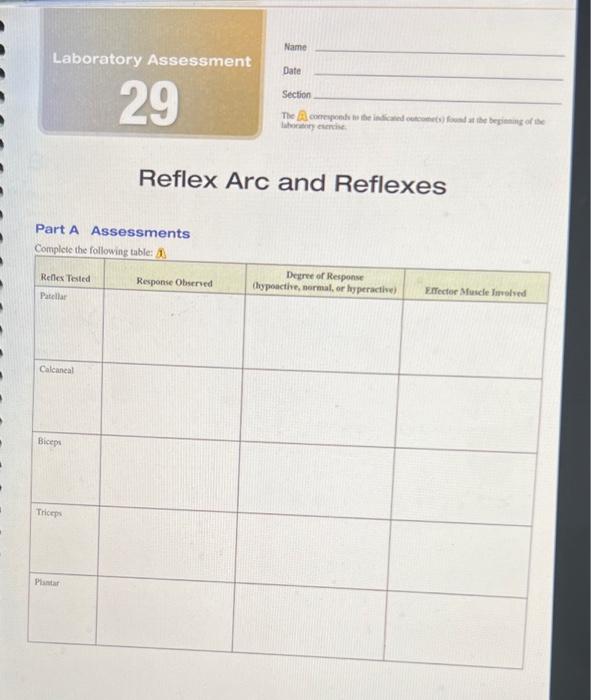 Solved Reflex Arc and Reflexes Part A Assessments Complece | Chegg.com