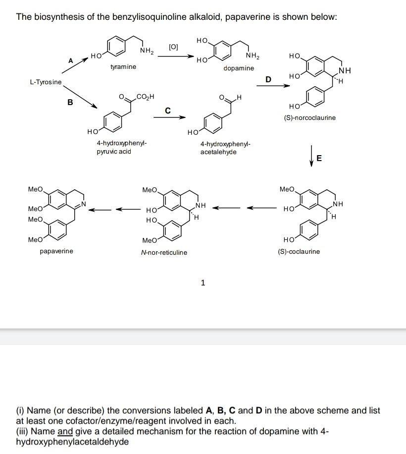Solved The biosynthesis of the benzylisoquinoline alkaloid, | Chegg.com