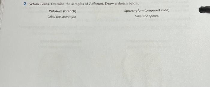 Solved C Examine and draw the spore capsule of a moss | Chegg.com