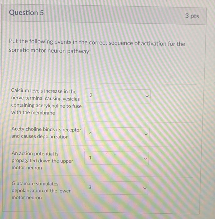 Solved Put the following events in the correct sequence of | Chegg.com