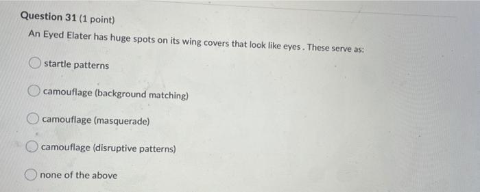 Solved Question 31 (1 point) An Eyed Elater has huge spots | Chegg.com
