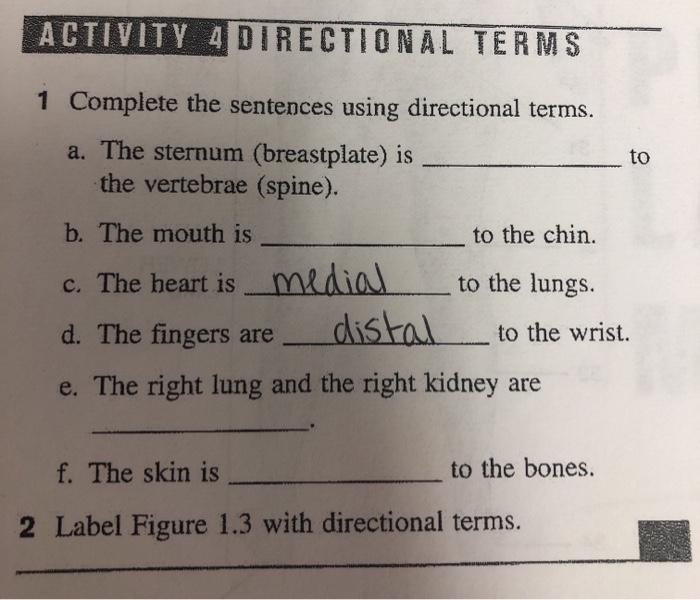 Solved ACTIVITY 4 DIRECTIONAL TERMS 1 Complete the sentences | Chegg.com